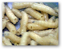 Maggots Back in the News Again Helping Heal Diabetic Wounds in Hawaii ...